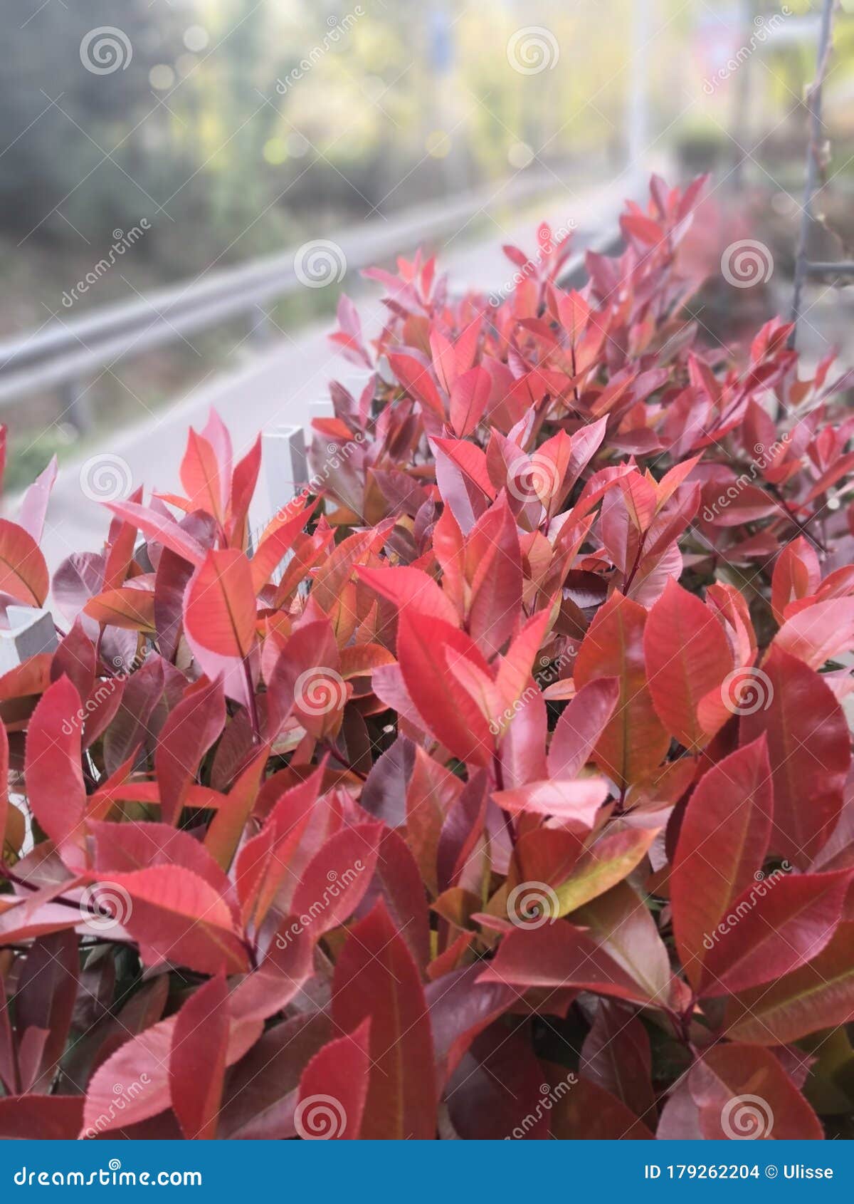 Red hedge stock photo. Image of foliage, bush, pruner - 179262204