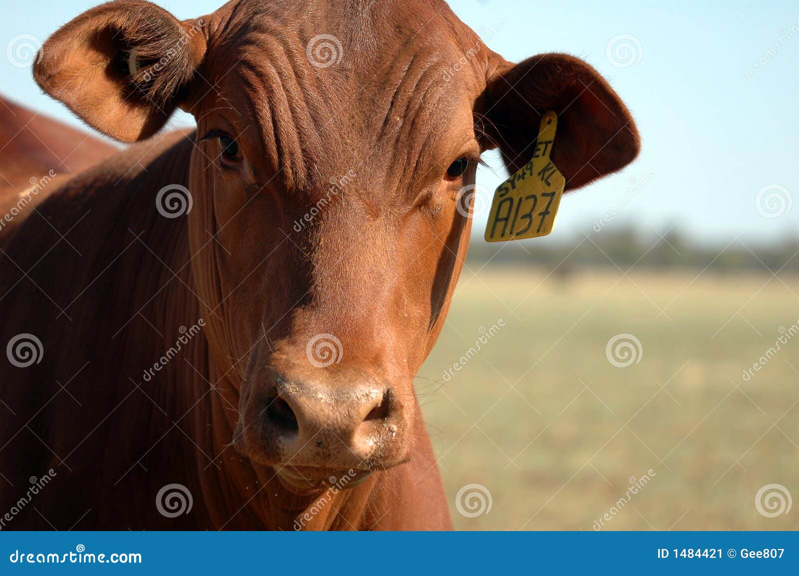 2,394 Heifer Portrait Photos - Free & Royalty-Free Stock Photos from ...