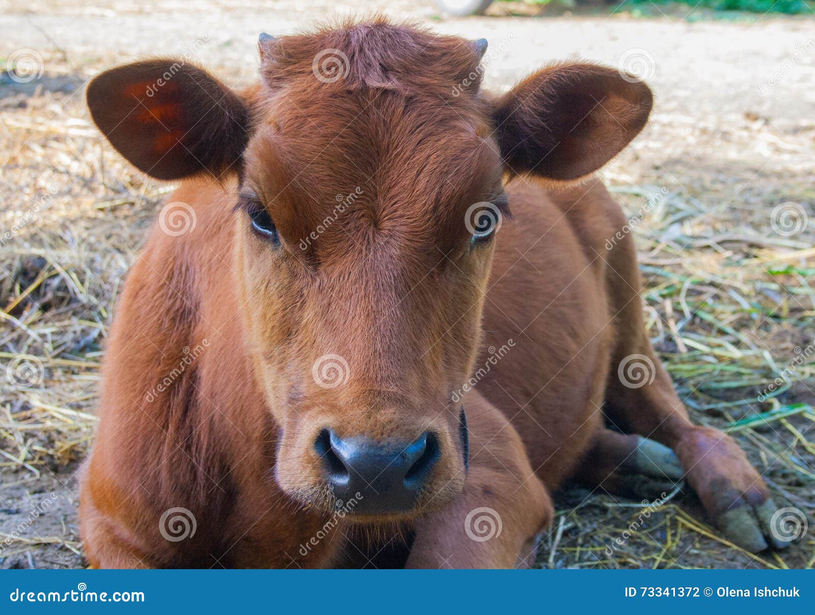 Red heifer in the pasture stock photo. Image of countryside - 73341372
