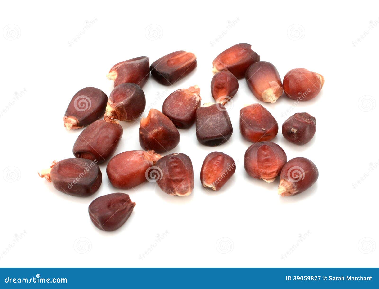 Red Heirloom Sweetcorn Seeds Stock Image - Image of sweetcorn, maize ...