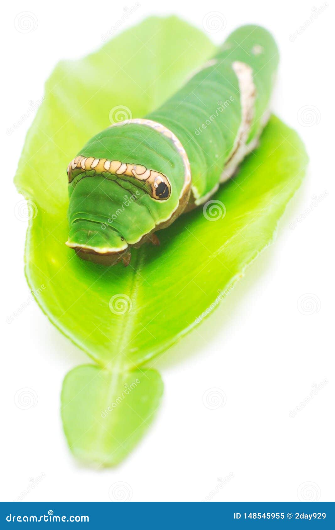 Red Helen, Papilio Helenus Butterfly Larva, Caterpillar on White ...