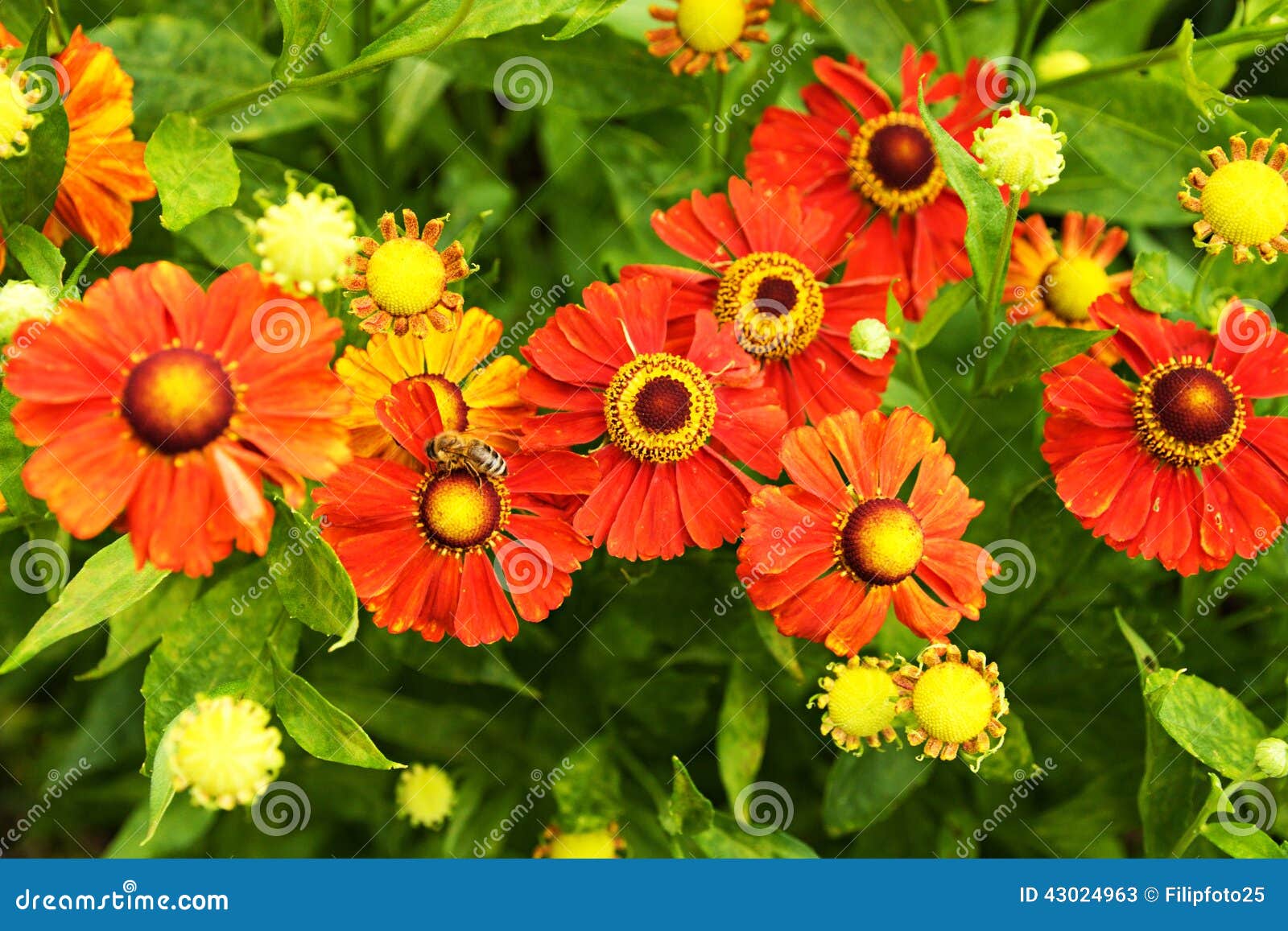 Red helenium flowers stock image. Image of flora, country - 43024963
