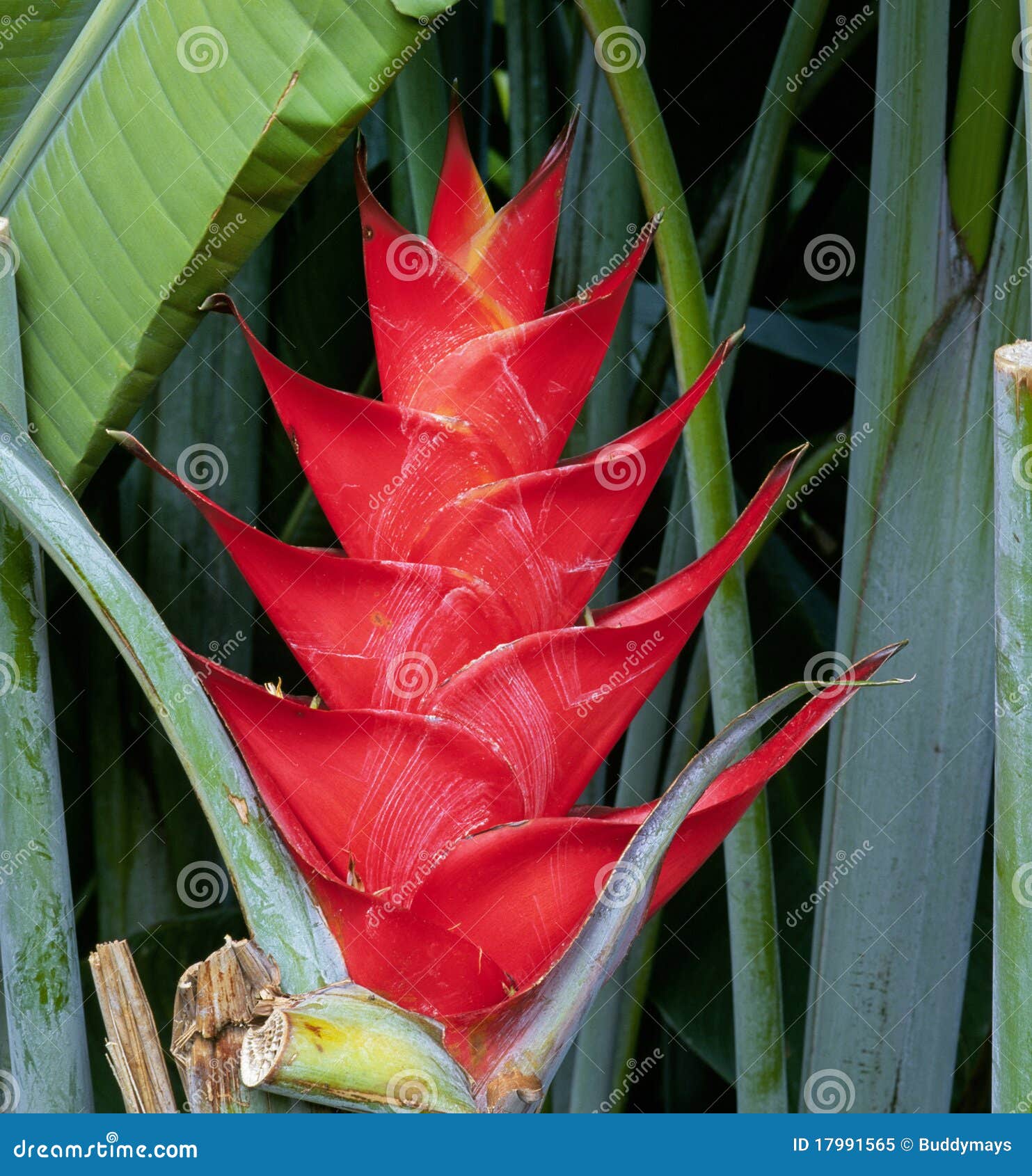 Red heliconia stock image. Image of flower, outside, garden - 17991565