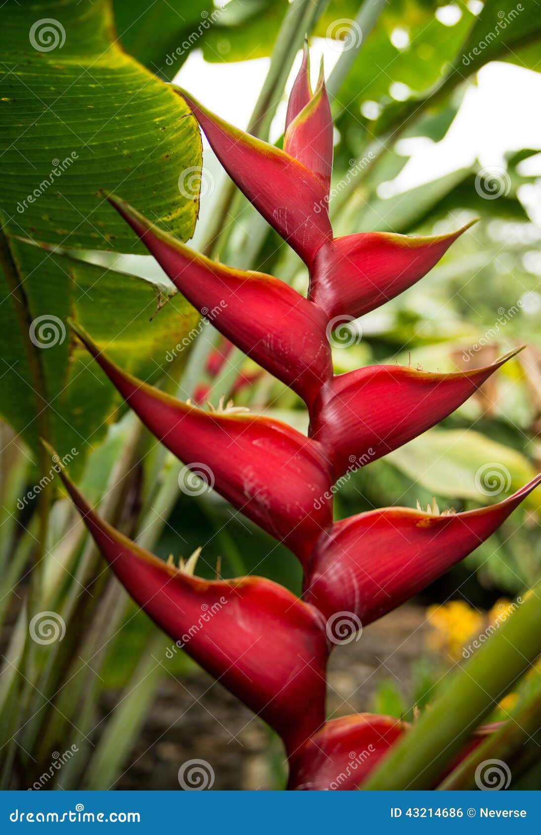 Red Heliconia Flower stock photo. Image of paradise, exotic - 43214686