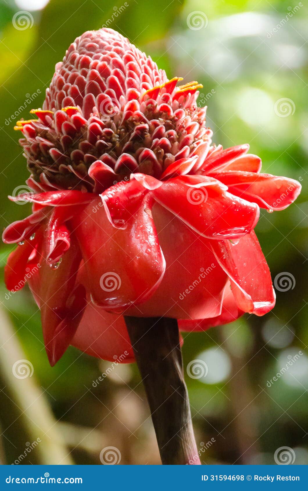 Red Heliconia stock photo. Image of forest, hana, nature - 31594698