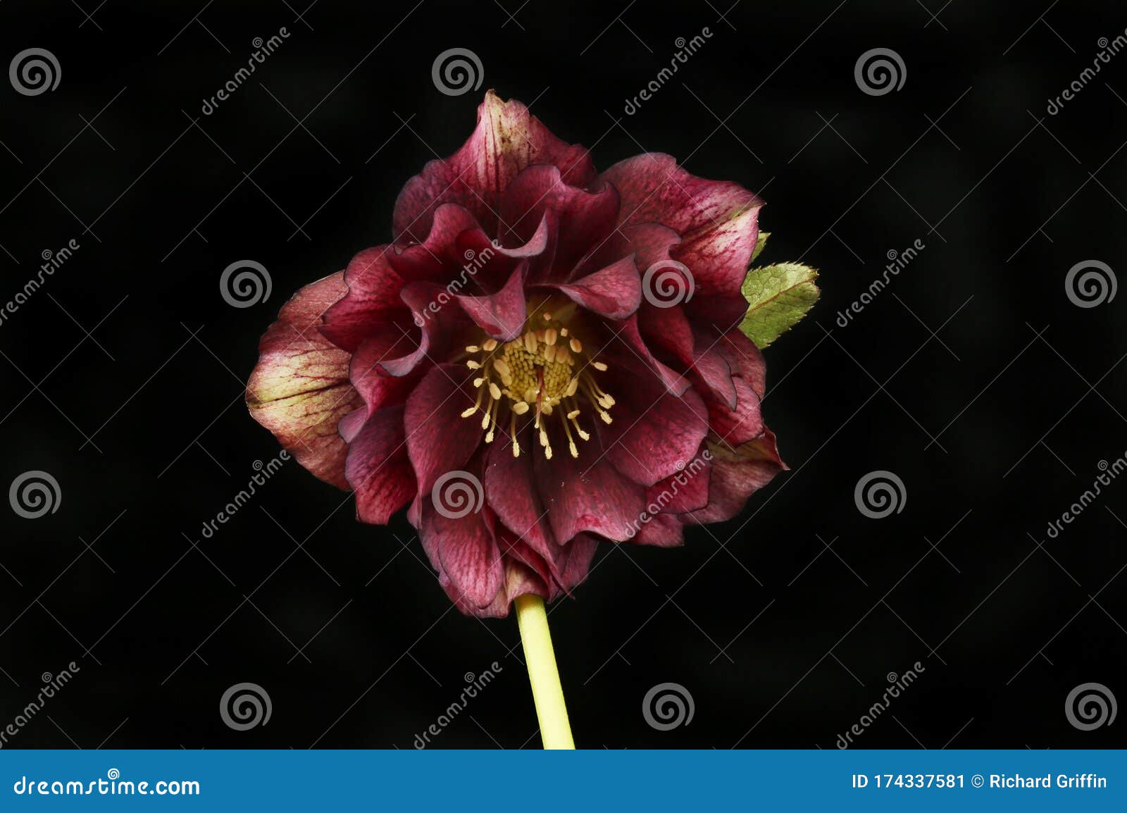 Red Hellebore Against Black Stock Image - Image of black, dusky: 174337581