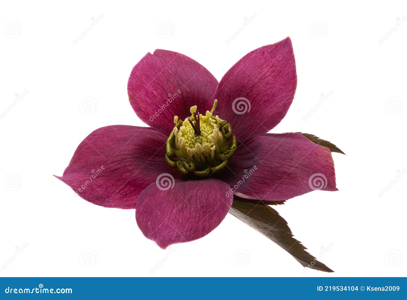 Red Hellebore Flower Isolated Stock Photo - Image of pistil, green ...