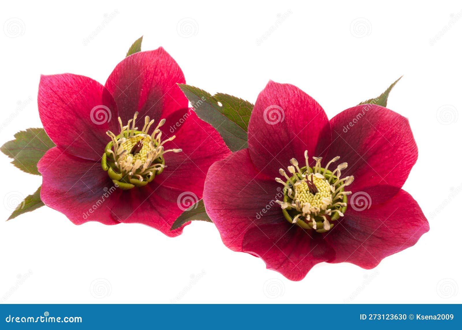Red Hellebore Flower Isolated Stock Photo - Image of plant, hellebore ...