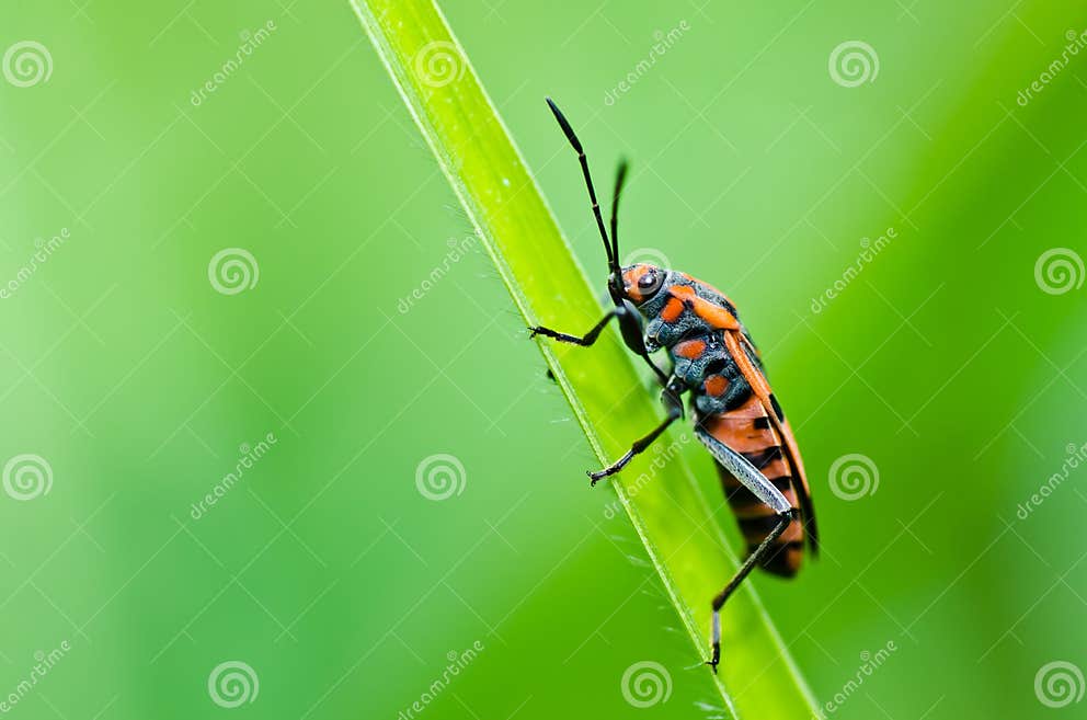 Red Hemiptera in Green Nature Stock Image - Image of insect, zoology ...