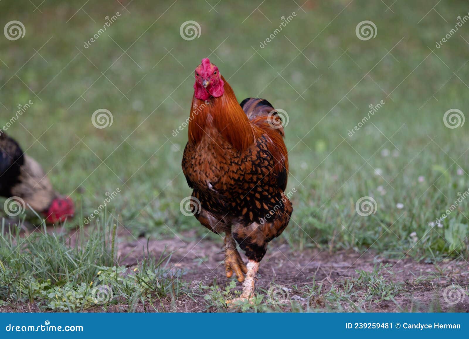 Red Hen chicken stock image. Image of fresh, dinner - 239259481
