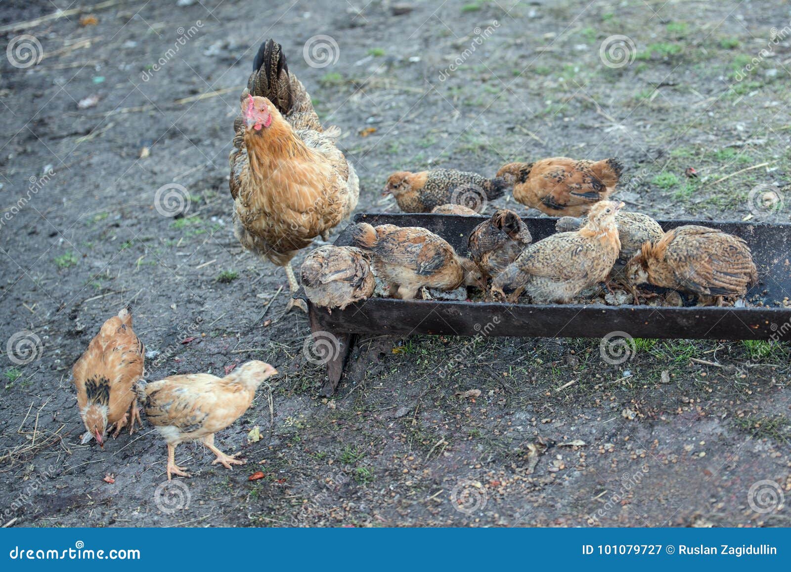 Red hen and chicks stock image. Image of livestock, nature - 101079727