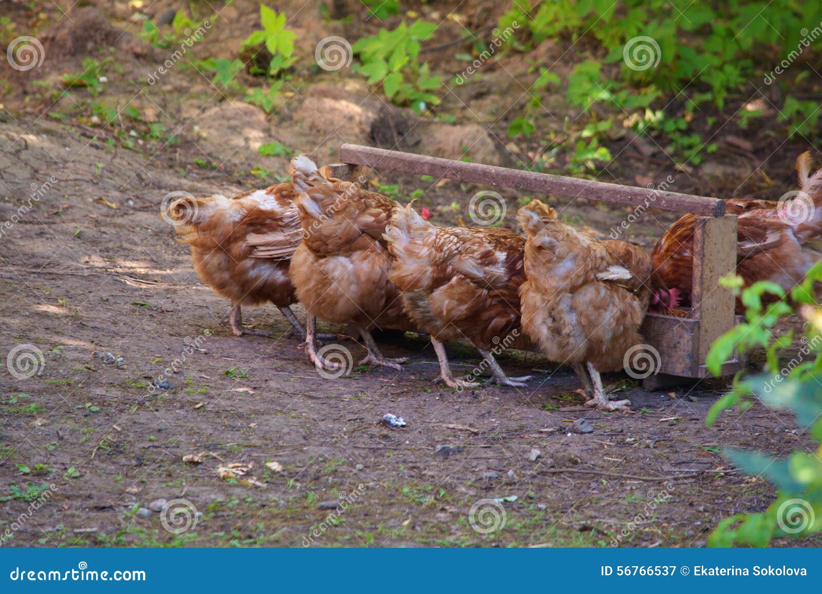 Red hen stock image. Image of livestock, food, group - 56766537