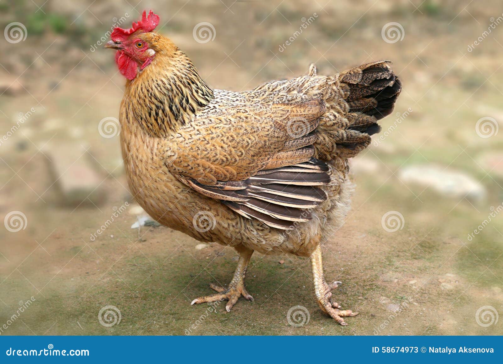 Red Hen on Farm. Homemade Poultry. Rustic Look Stock Image - Image of ...