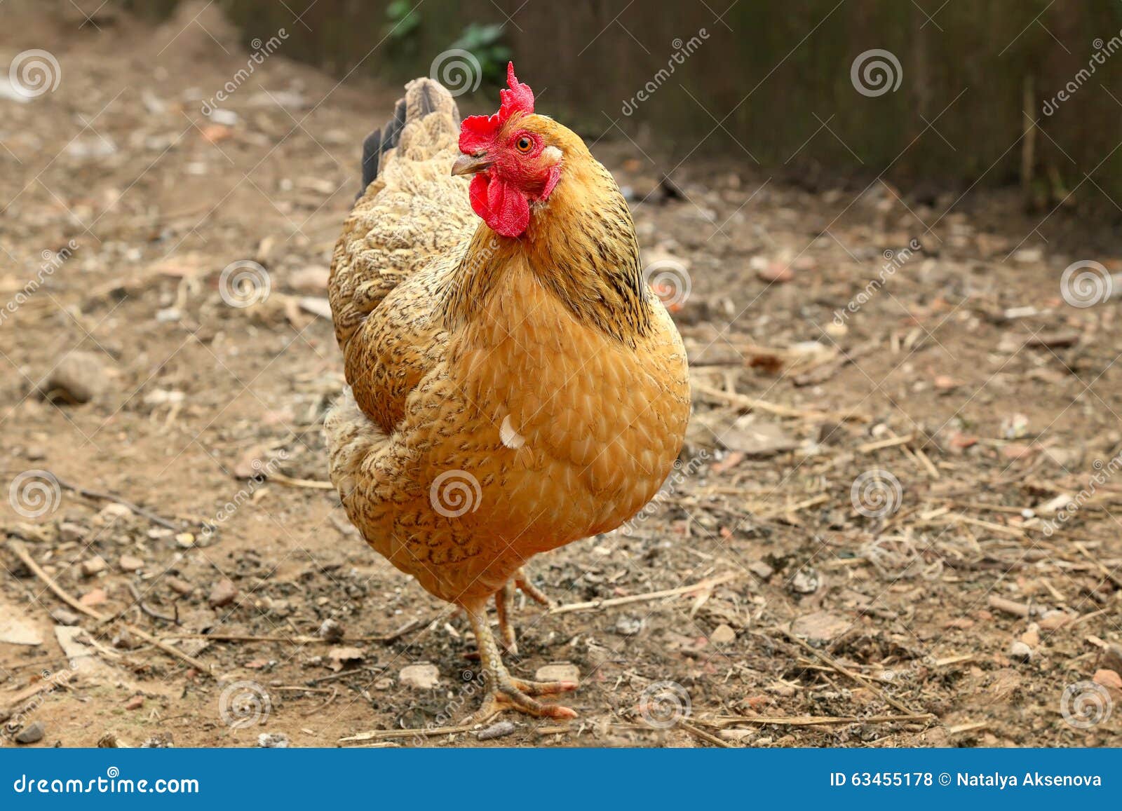 Red Hen on Farm. Homemade Poultry. Rustic Look Stock Photo - Image of ...