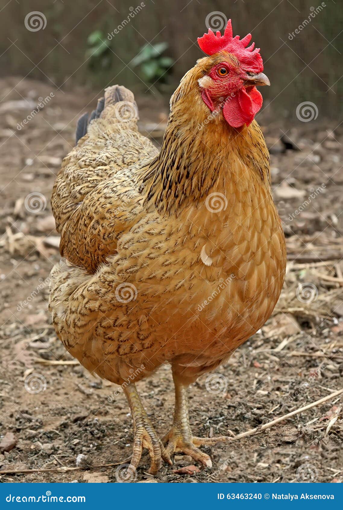 Red Hen on Farm. Homemade Poultry. Rustic Look Stock Photo - Image of ...