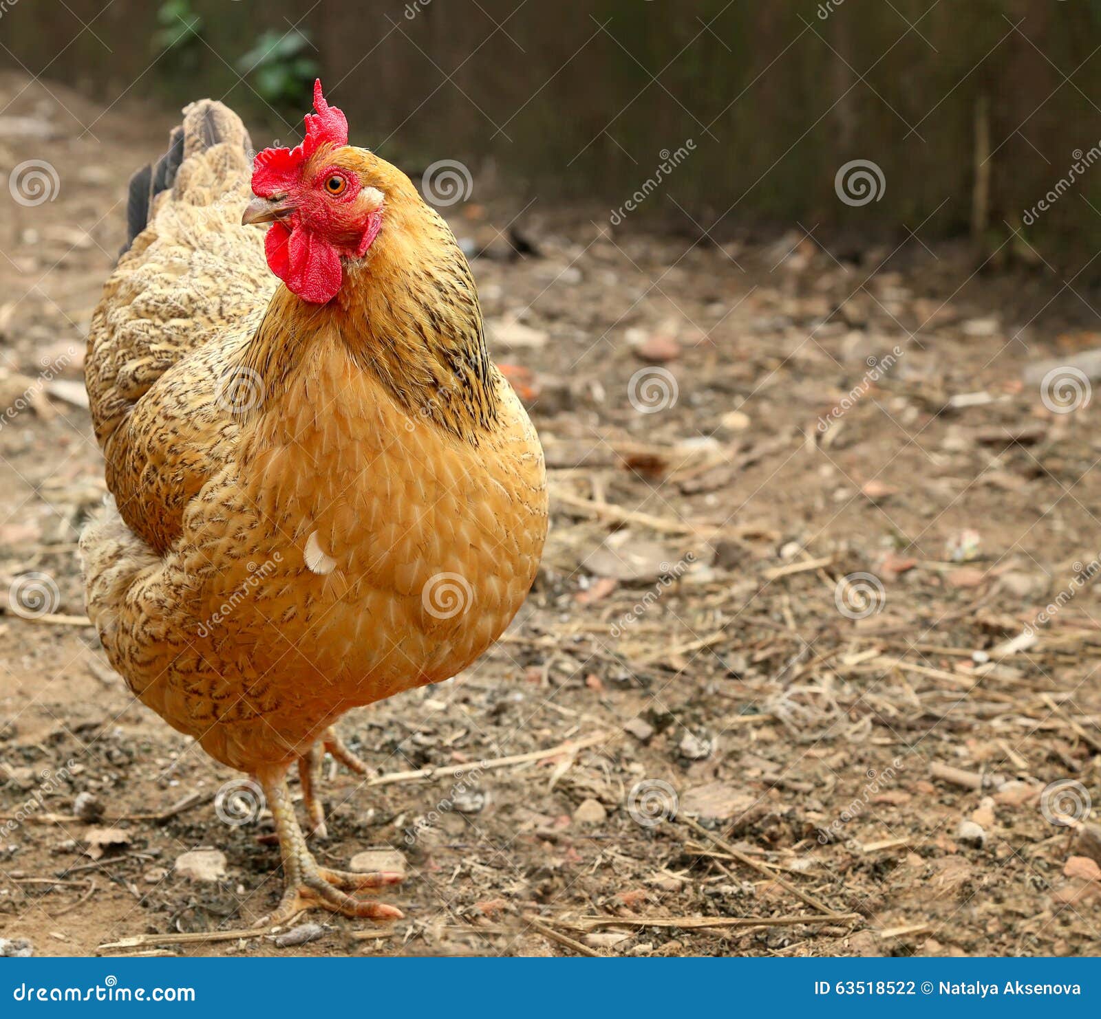 Red Hen on Farm. Homemade Poultry. Rustic Look Stock Photo - Image of ...