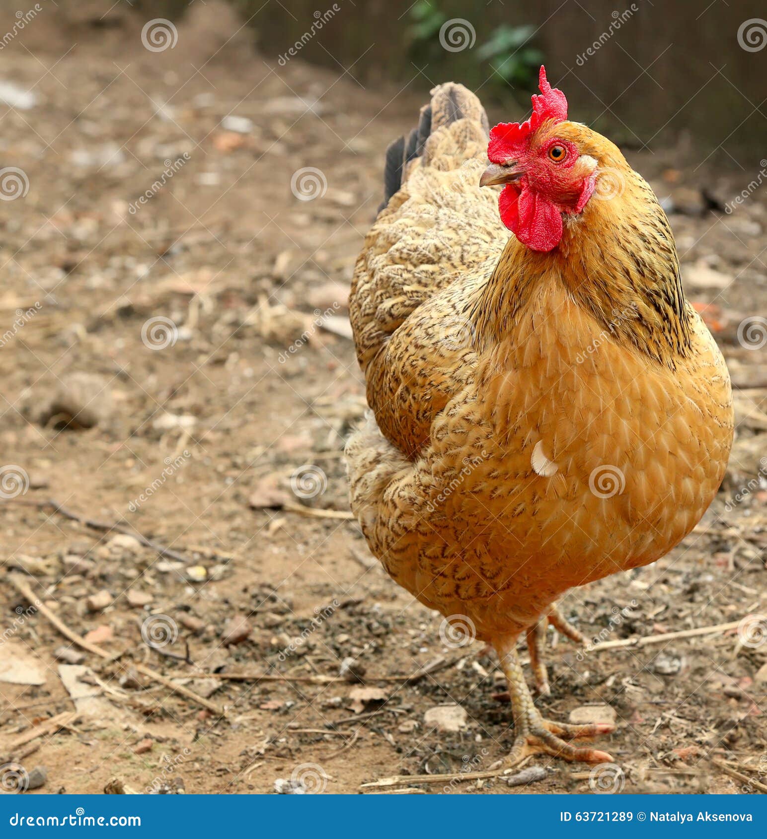 Red Hen on Farm. Homemade Poultry. Rustic Look Stock Image - Image of ...