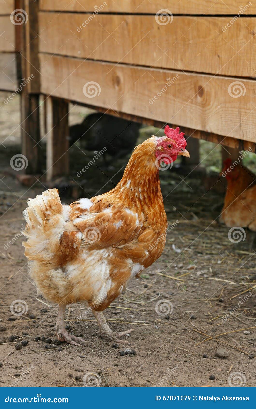 Red Hen on Farm. Homemade Poultry. Rustic Look. Stock Image - Image of ...