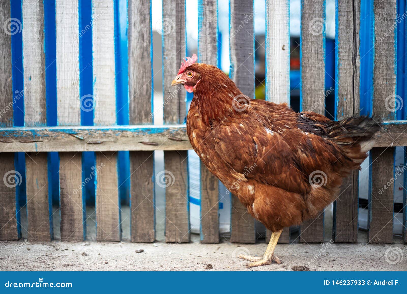 Red hen at the fence stock image. Image of farming, beautiful - 146237933