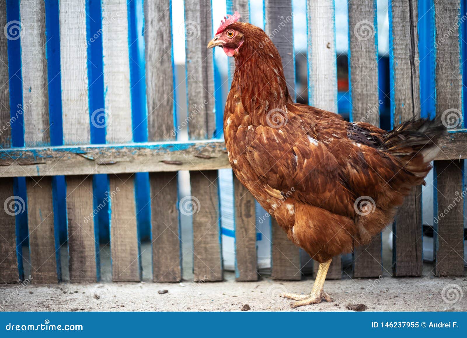 Red hen at the fence stock image. Image of nature, left - 146237955