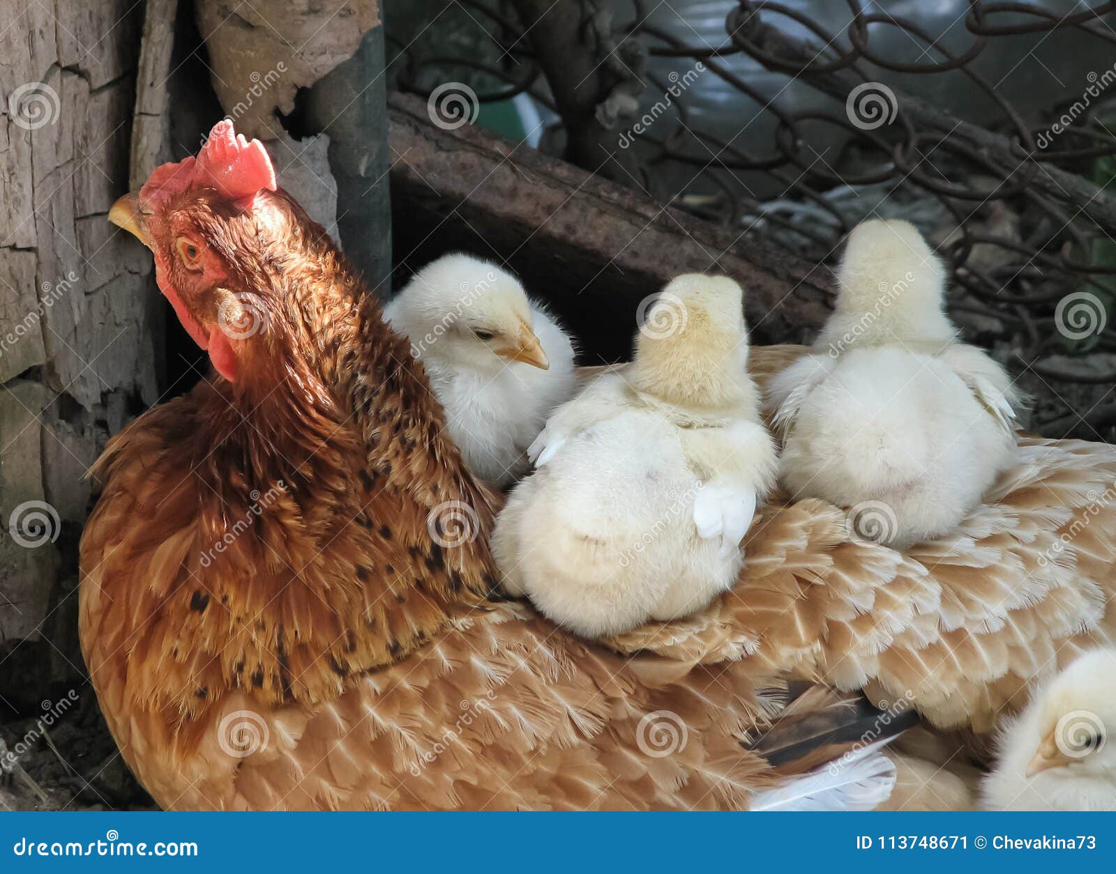 Red hen and four chickens stock image. Image of chicks - 113748671