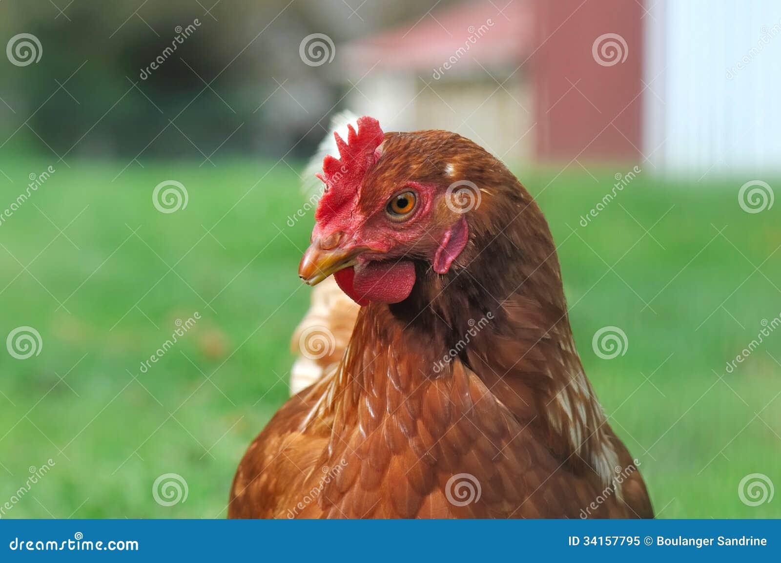 Red Hen front view stock image. Image of organic, poultry - 34157795