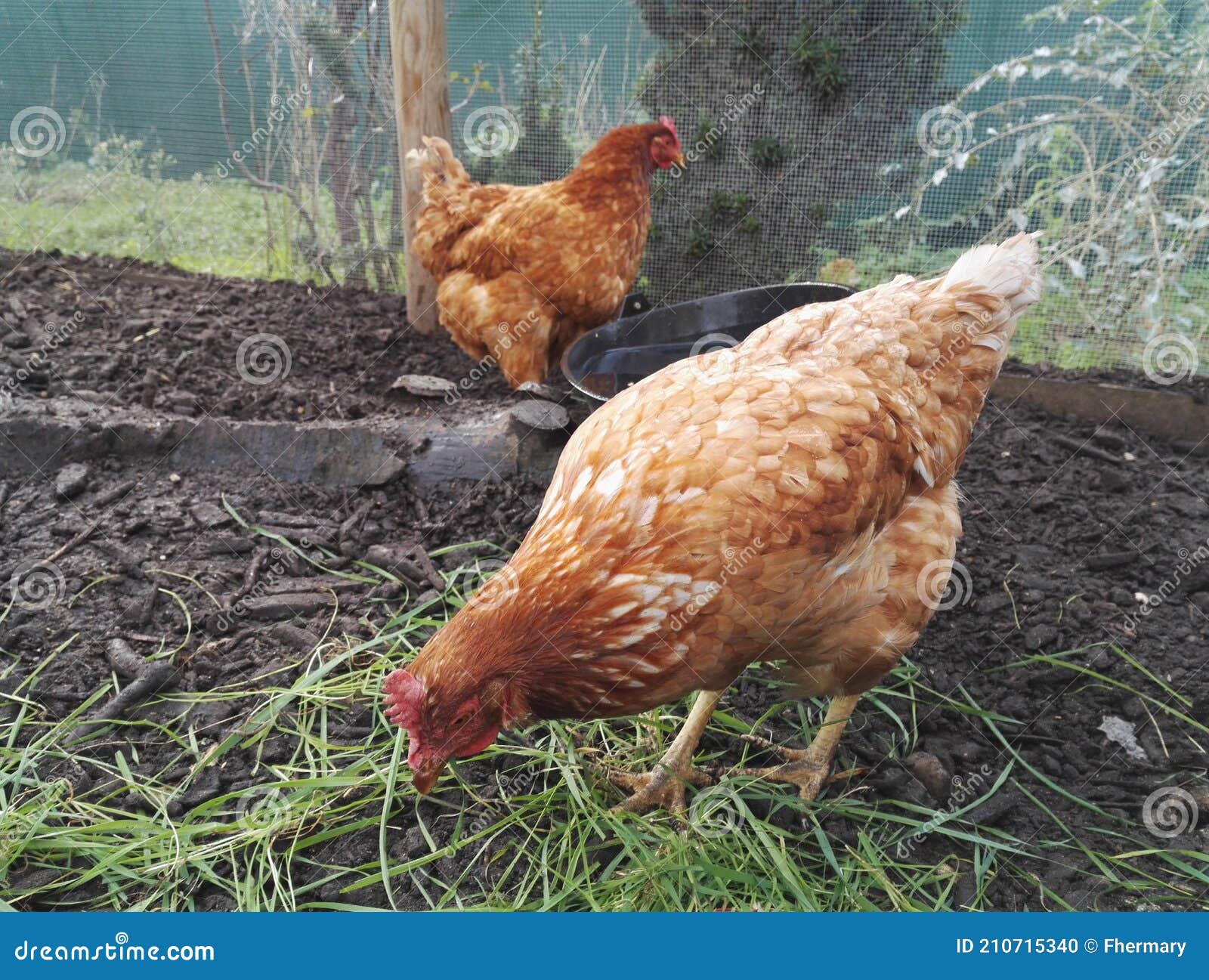 Red Hen, Gallus Gallus Domesticus, Eating Fresh Grass Stock Photo ...