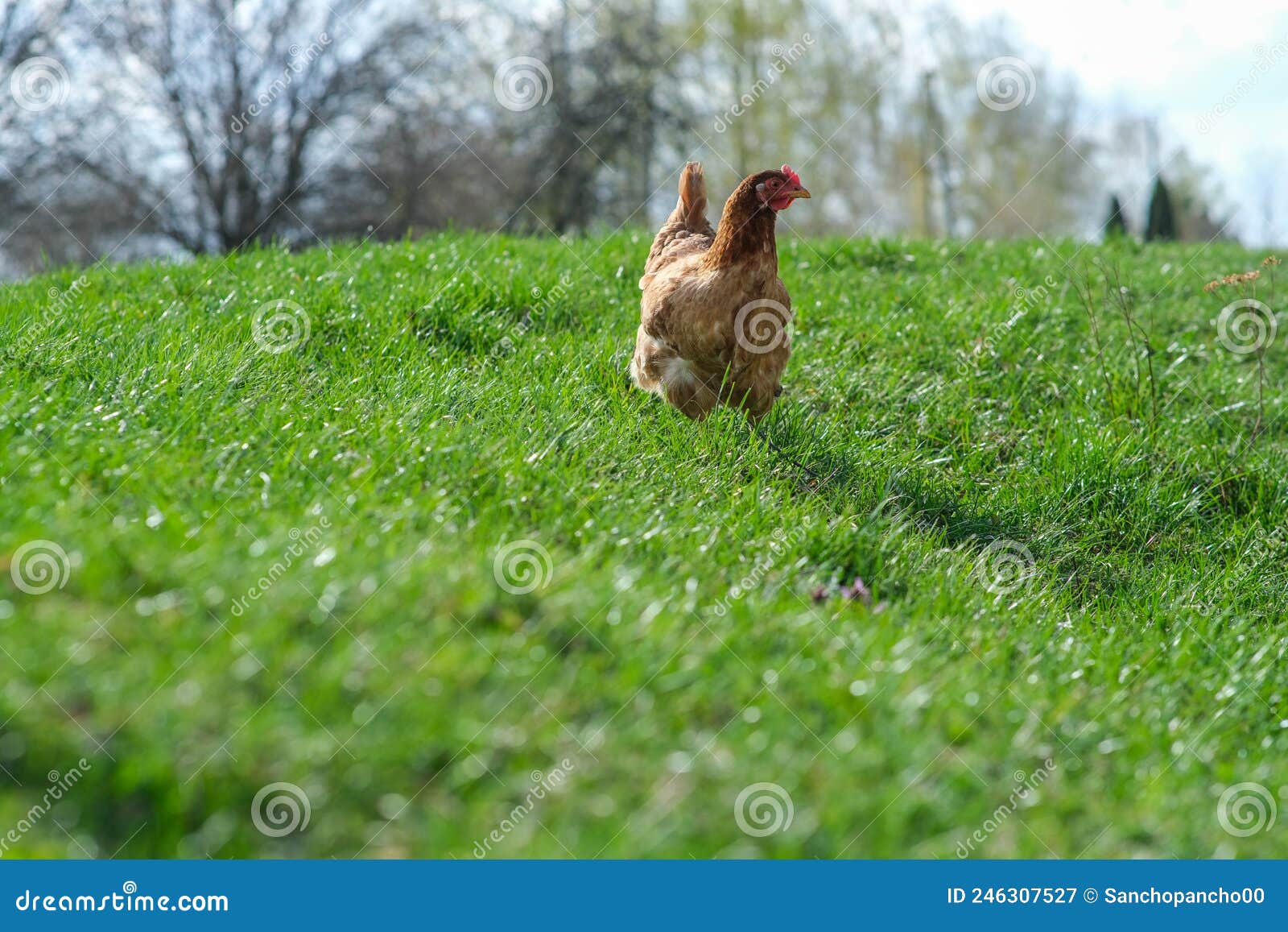 A Red Hen is Grazing in the Tyrsa. Raising Poultry Stock Image - Image ...