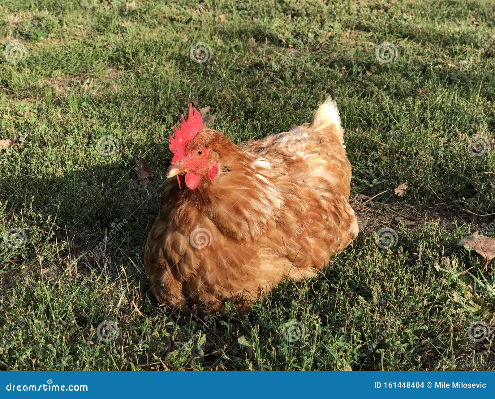 Red hen on the green grass stock photo. Image of scene - 161448404