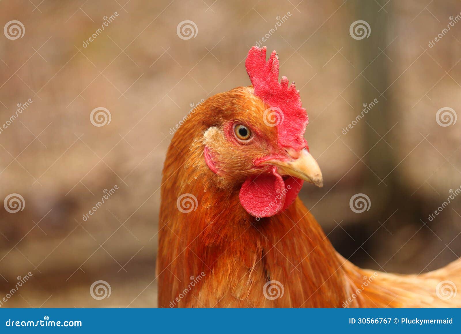 Red Hen Looking Right stock image. Image of beak, domestic - 30566767