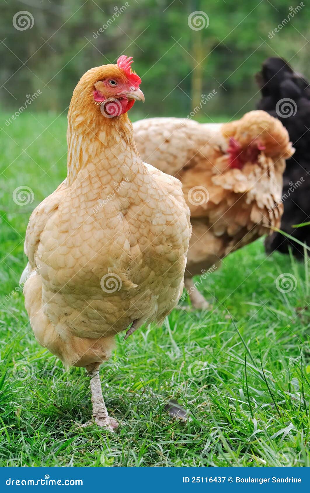 Red Hen on one leg stock image. Image of feather, poultry - 25116437