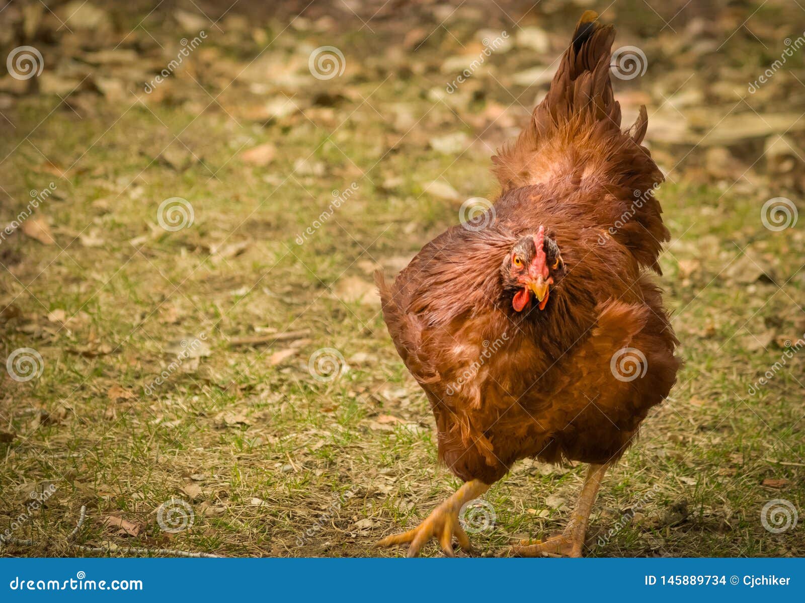 Red Hen in Rural Scene stock photo. Image of roosting - 145889734