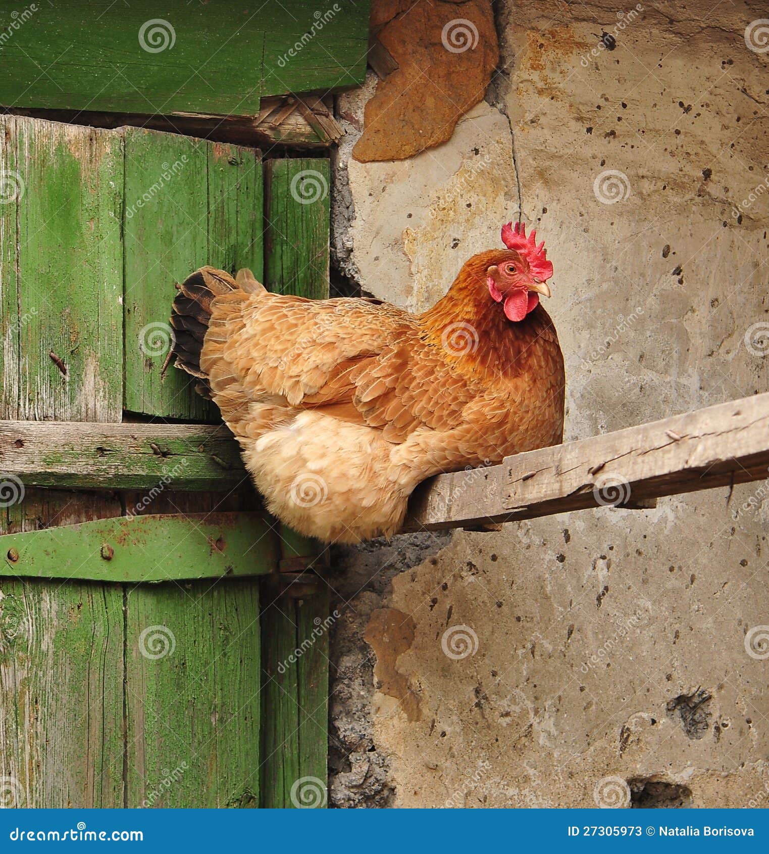 Red hen is sitting near stock image. Image of animal - 27305973
