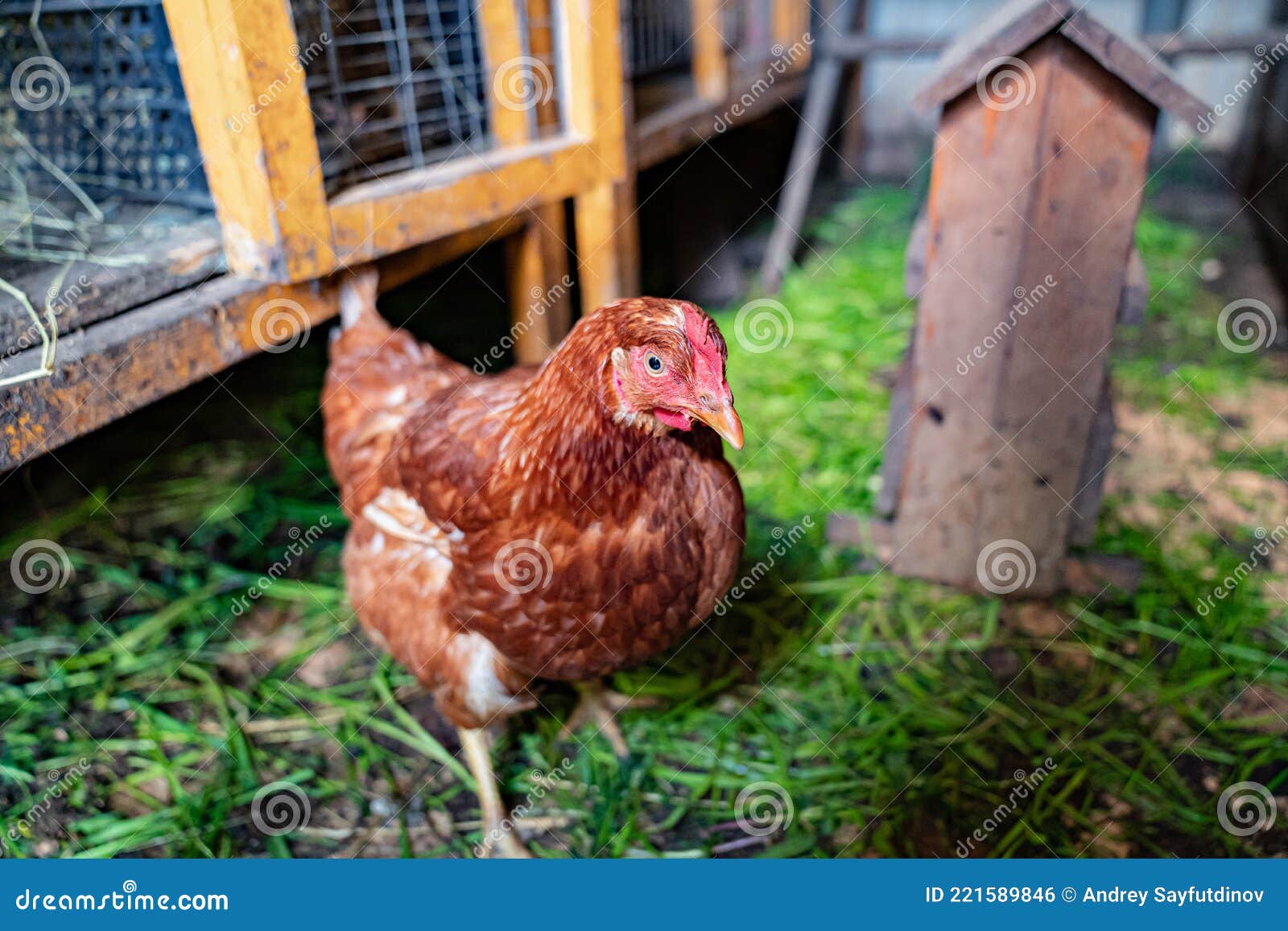 Red Hens in the Chicken Coop. a Barn for Poultry on the Farm Stock ...
