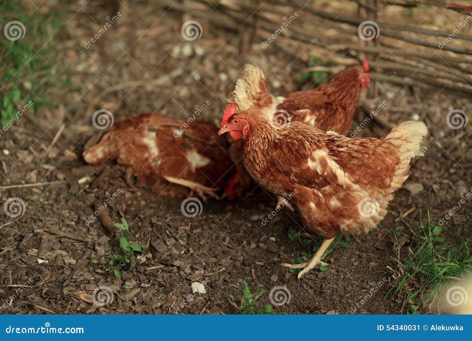 Red hens stock image. Image of group, head, layers, livestock - 54340031
