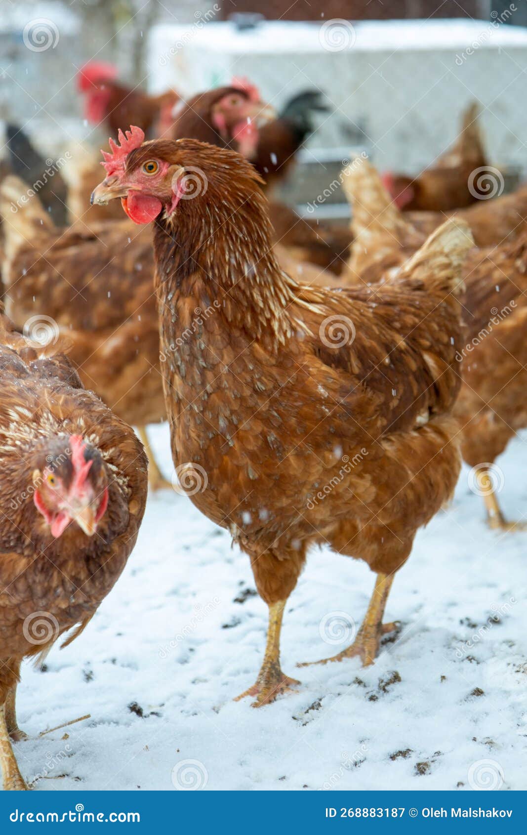 Red Hens Laying in the Snow. Loman Brown. Stock Image - Image of rural ...