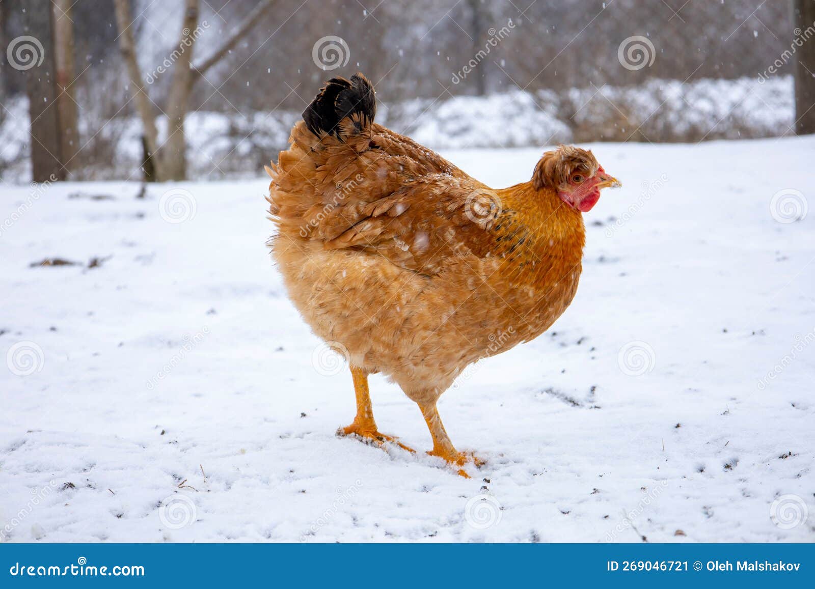 Red Hens Laying in the Snow. Loman Brown. Stock Image - Image of beak ...