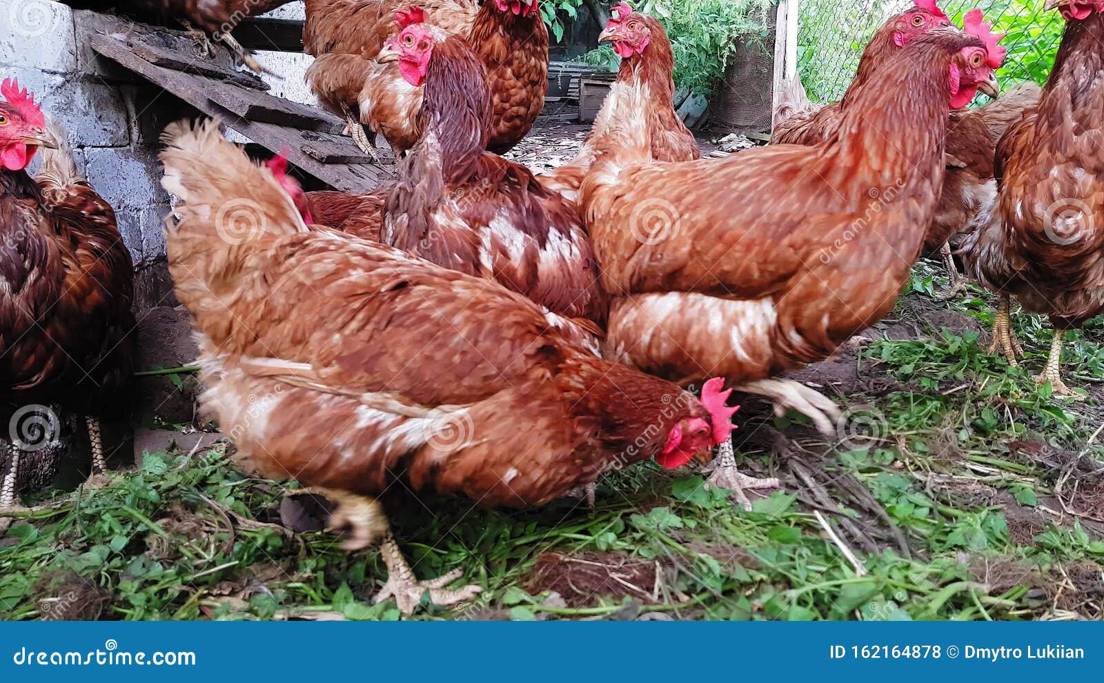 Red Hens in an Old Rustic Barn are Looking Anxiously at the Camera ...