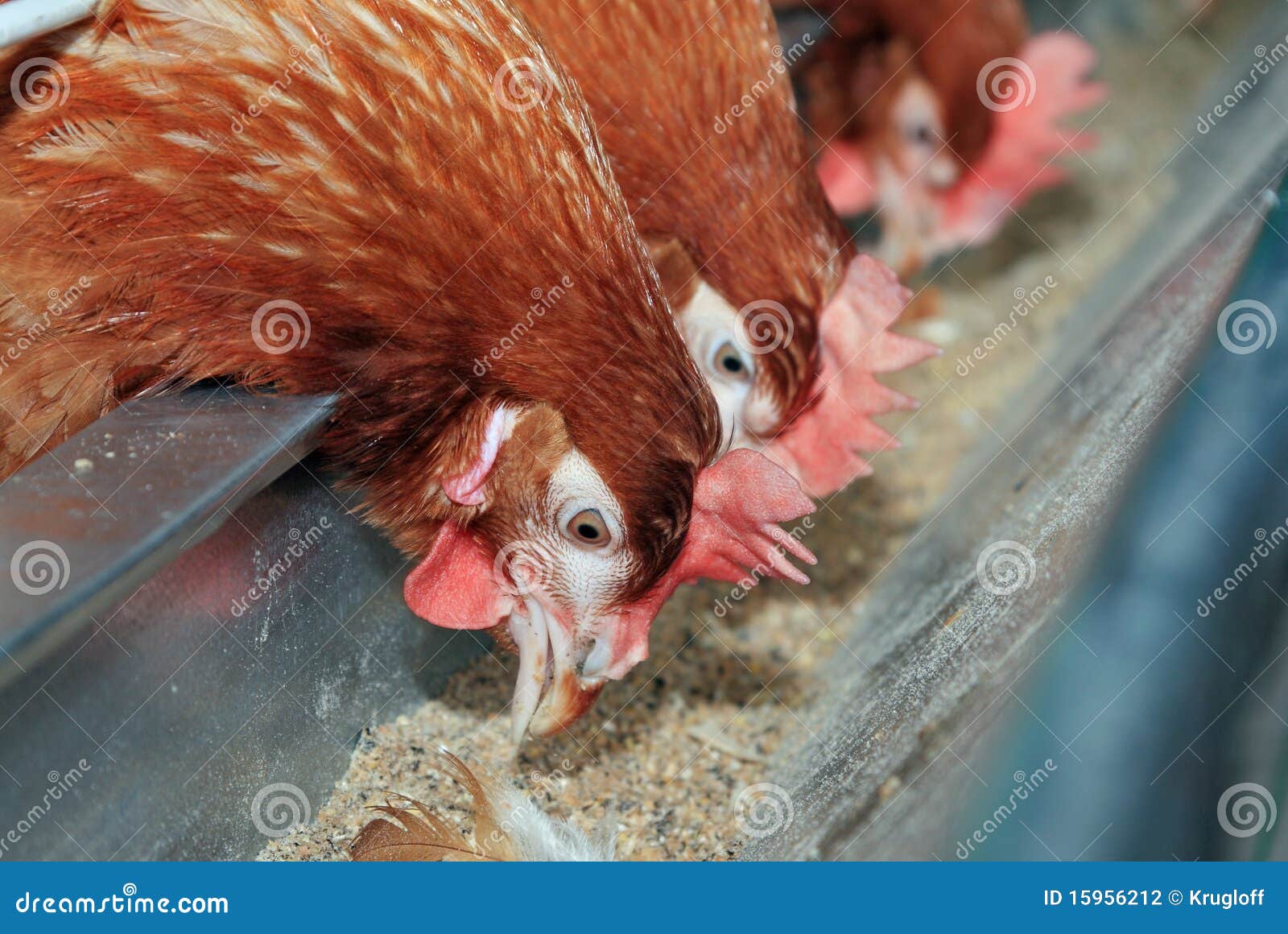Red hens in trough stock photo. Image of rooster, feathers - 15956212