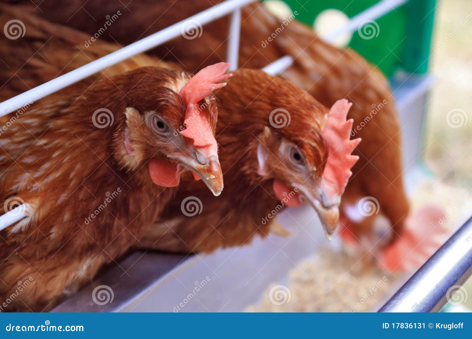 Red hens in trough stock image. Image of head, farming - 17836131