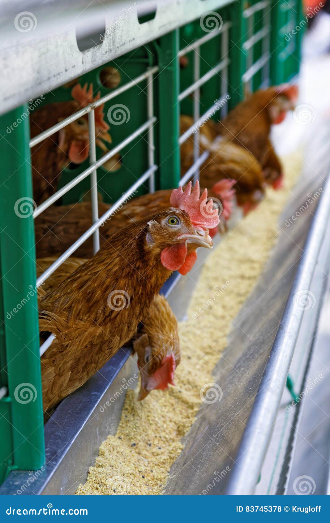 Red hens in trough stock photo. Image of profile, eats - 83745378
