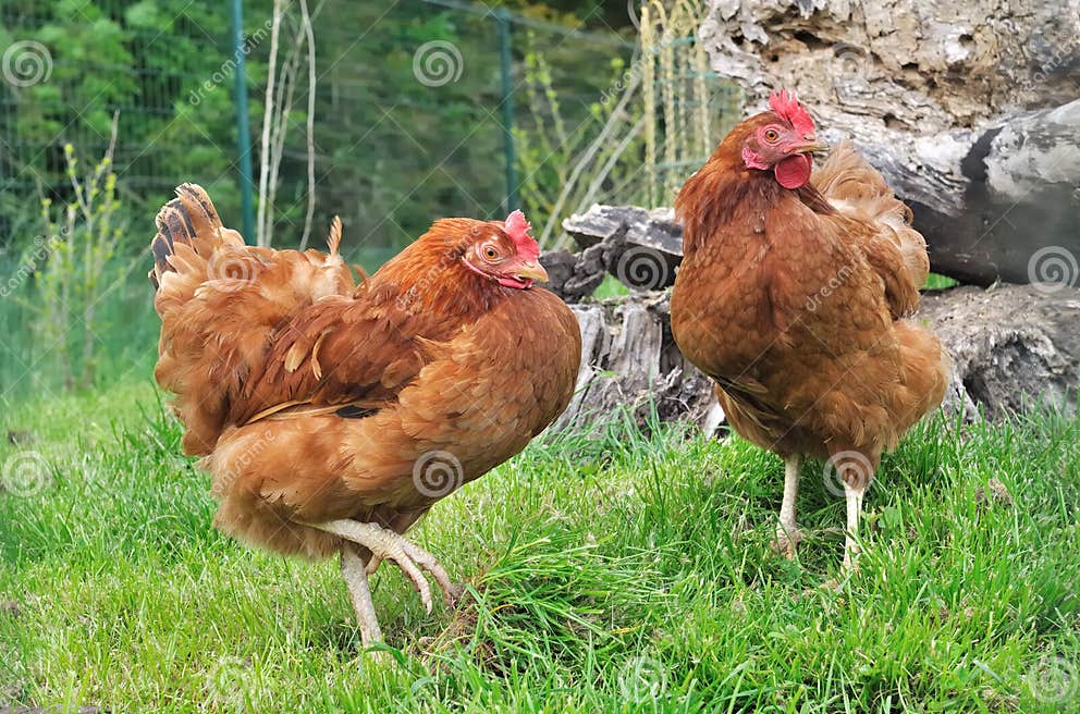 Red hens stock photo. Image of poultry, nature, countryside - 31309806