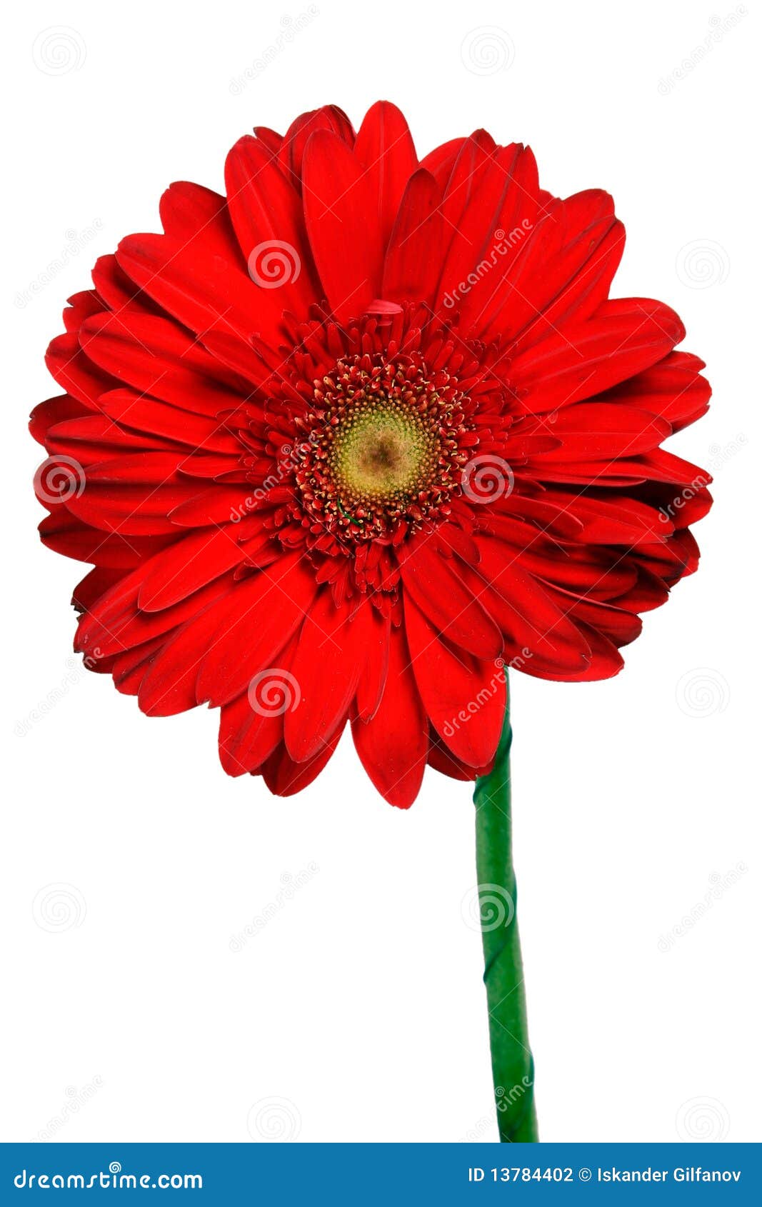 Red herbera 1 stock photo. Image of botany, blossom, gerbera - 13784402