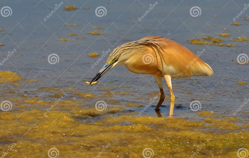 Red heron stock photo. Image of aquatics, ethology, ornithology - 20505114