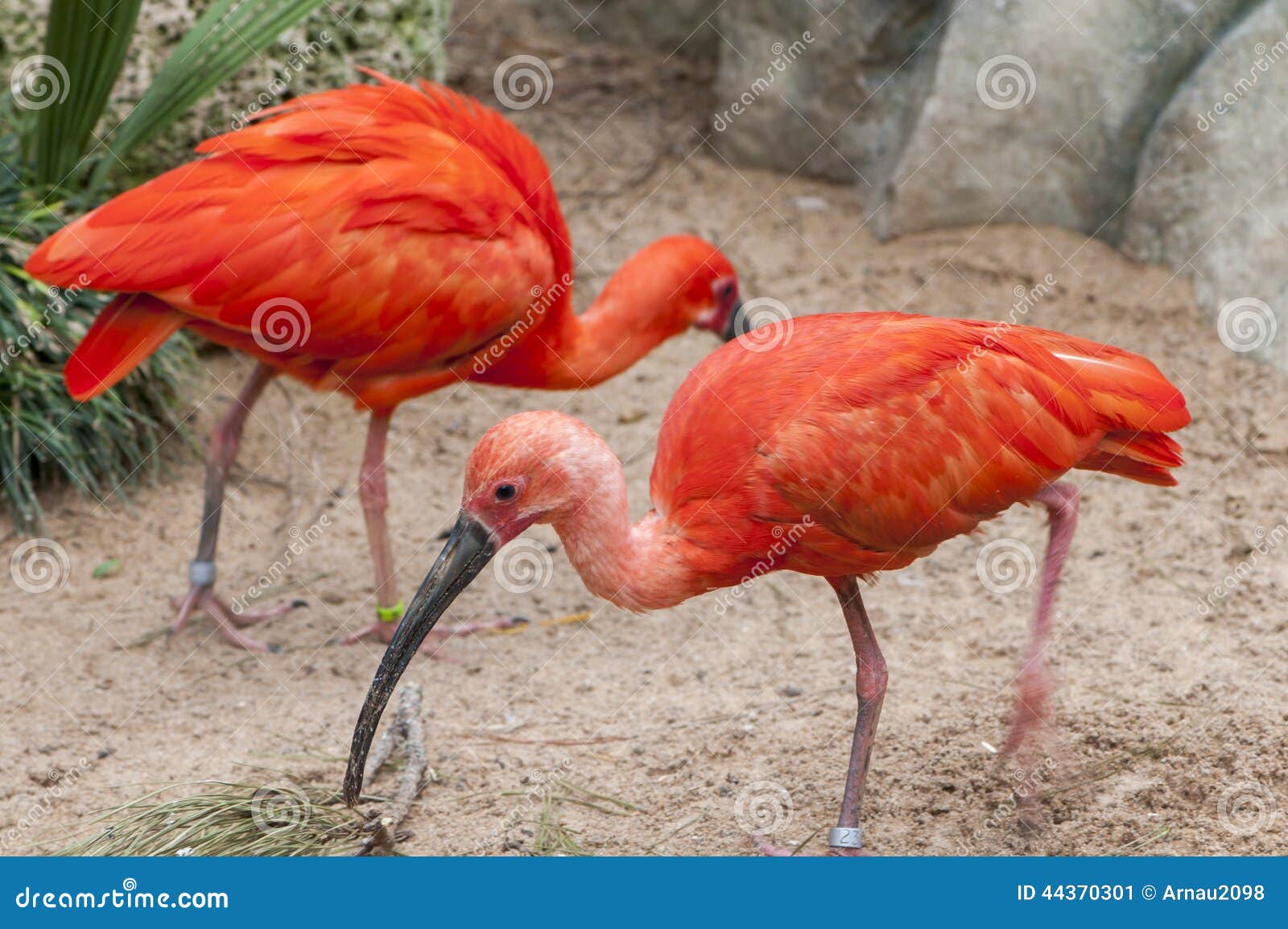 Curbo Venezuela Stock Photos - Free & Royalty-Free Stock Photos from ...