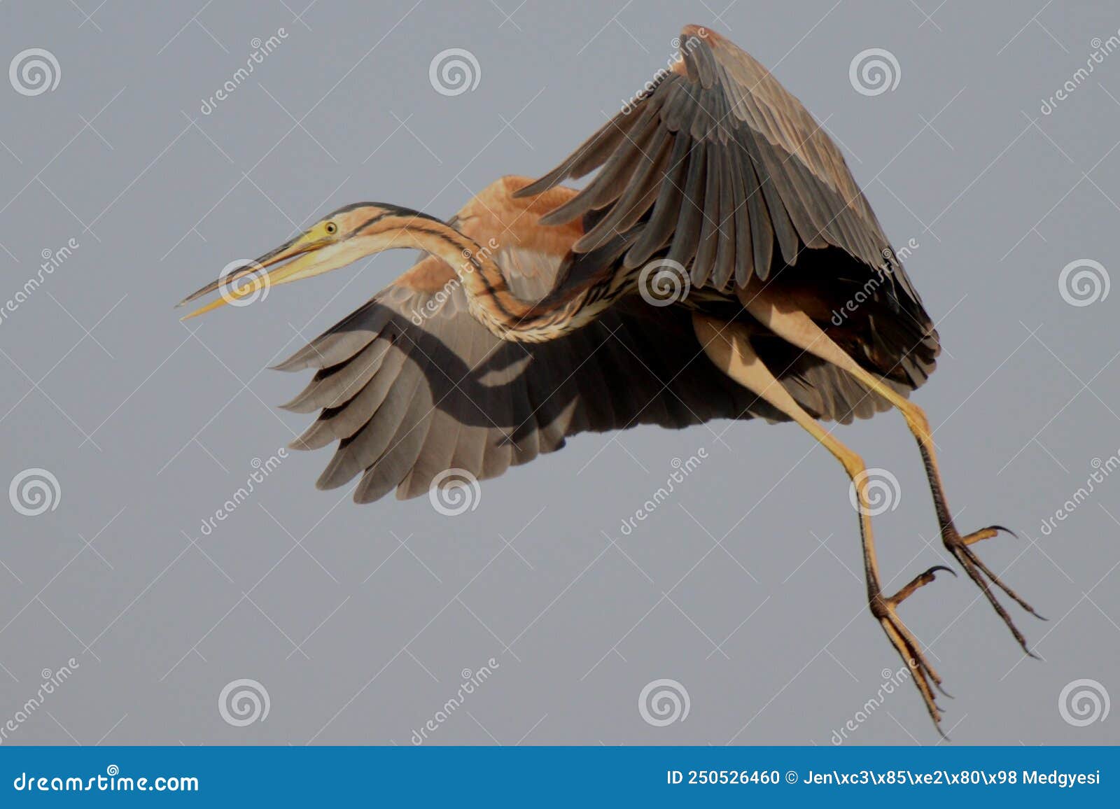 Red heron bird flight stock photo. Image of heron, bird - 250526460