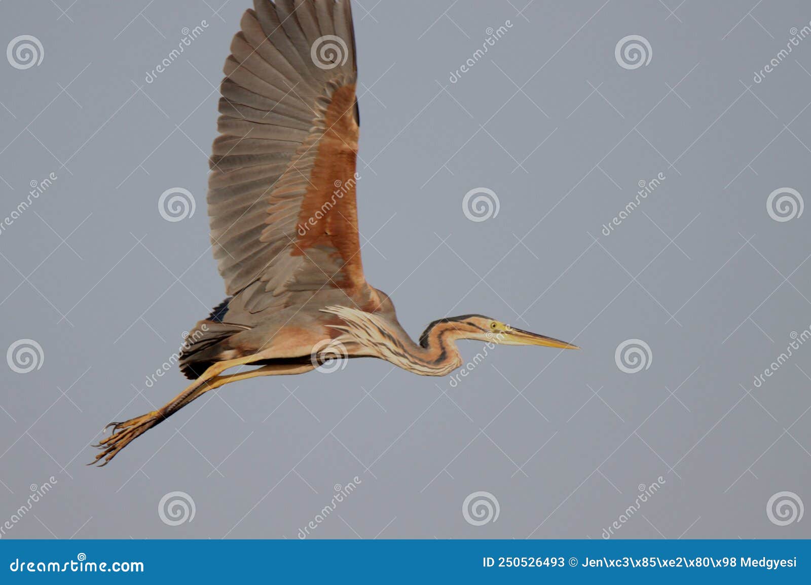 Red heron bird flight stock image. Image of beak, buzzard - 250526493