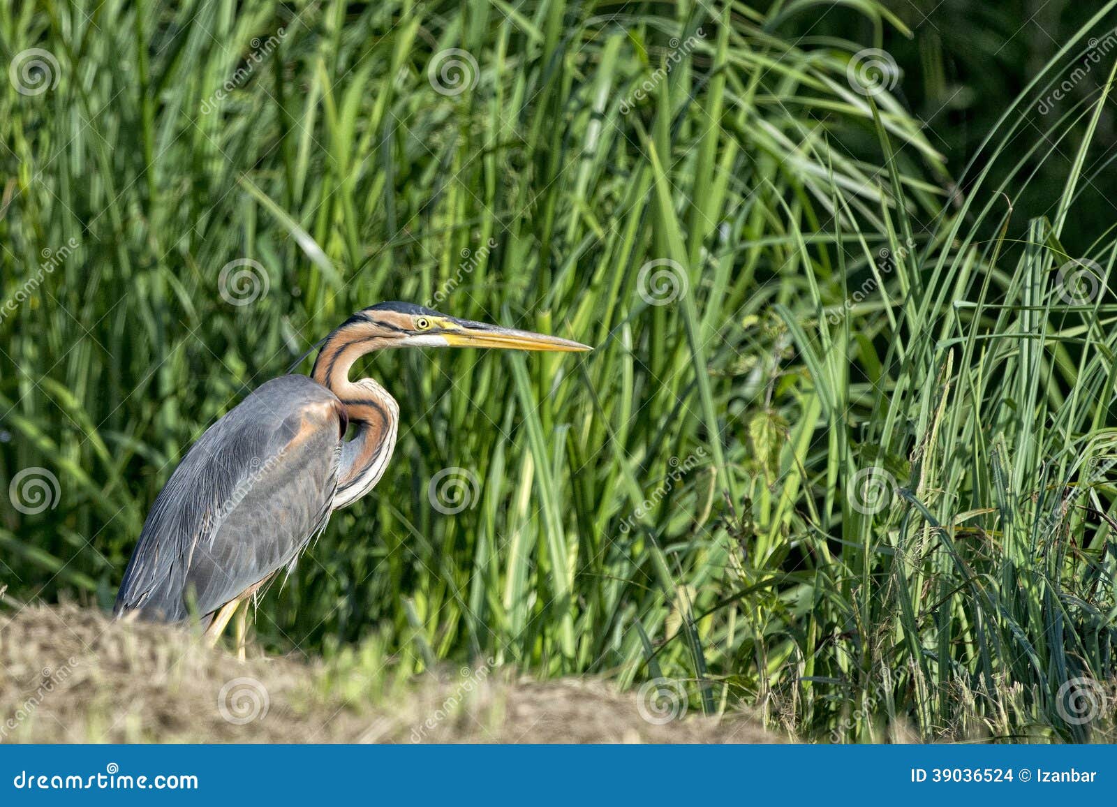 Red heron bird stock photo. Image of meat, color, cuisine - 39036524