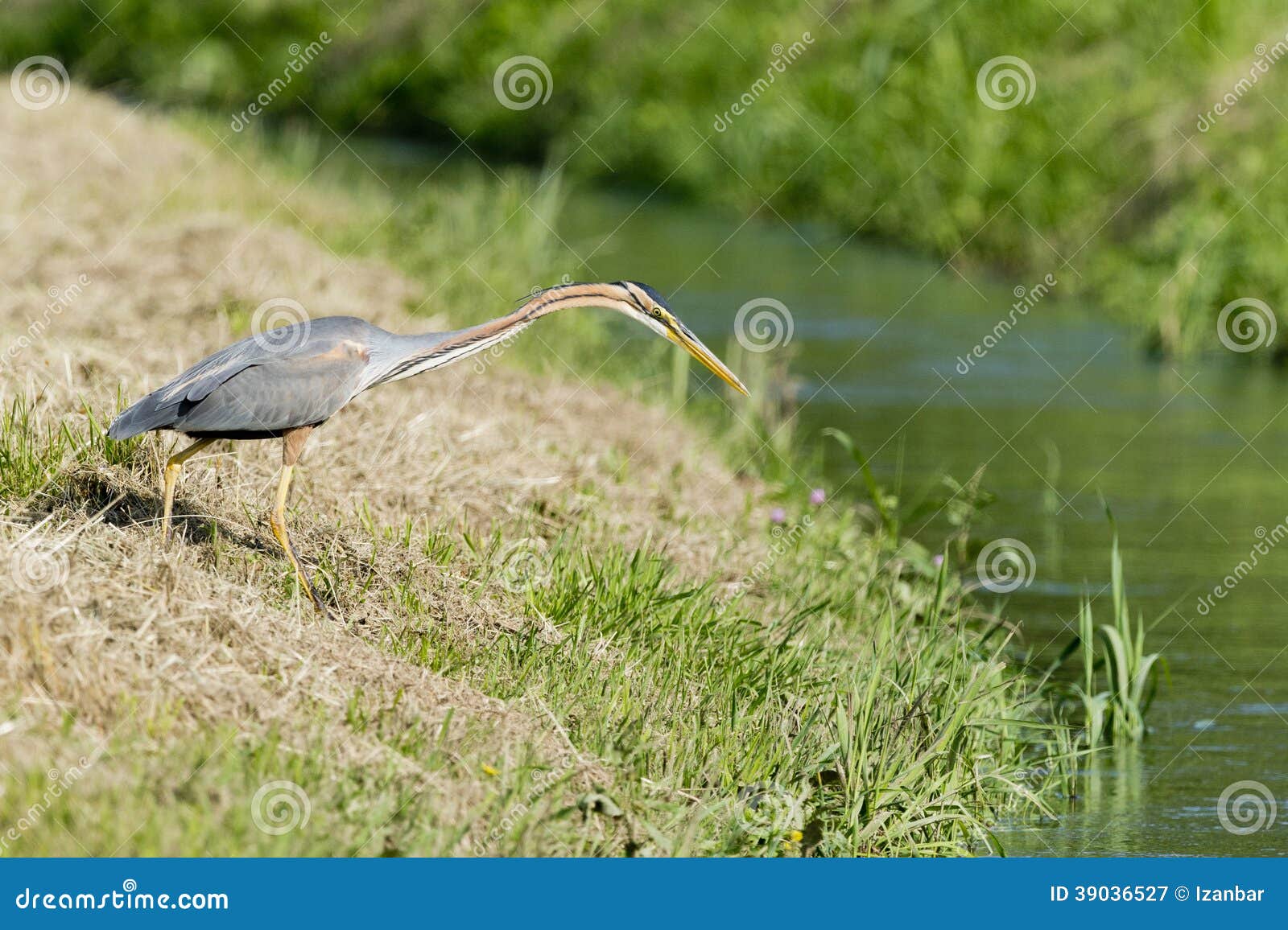 Red heron bird stock image. Image of dish, environment - 39036527