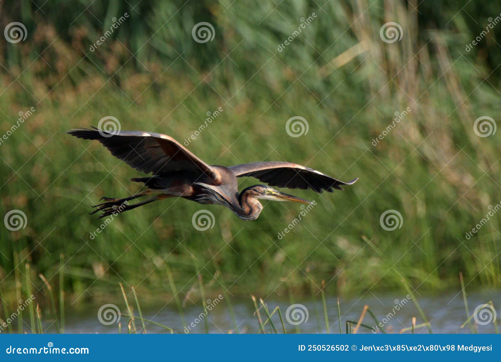 Red Heron Water Bird Flight Stock Photo - Image of waterbird, animal ...
